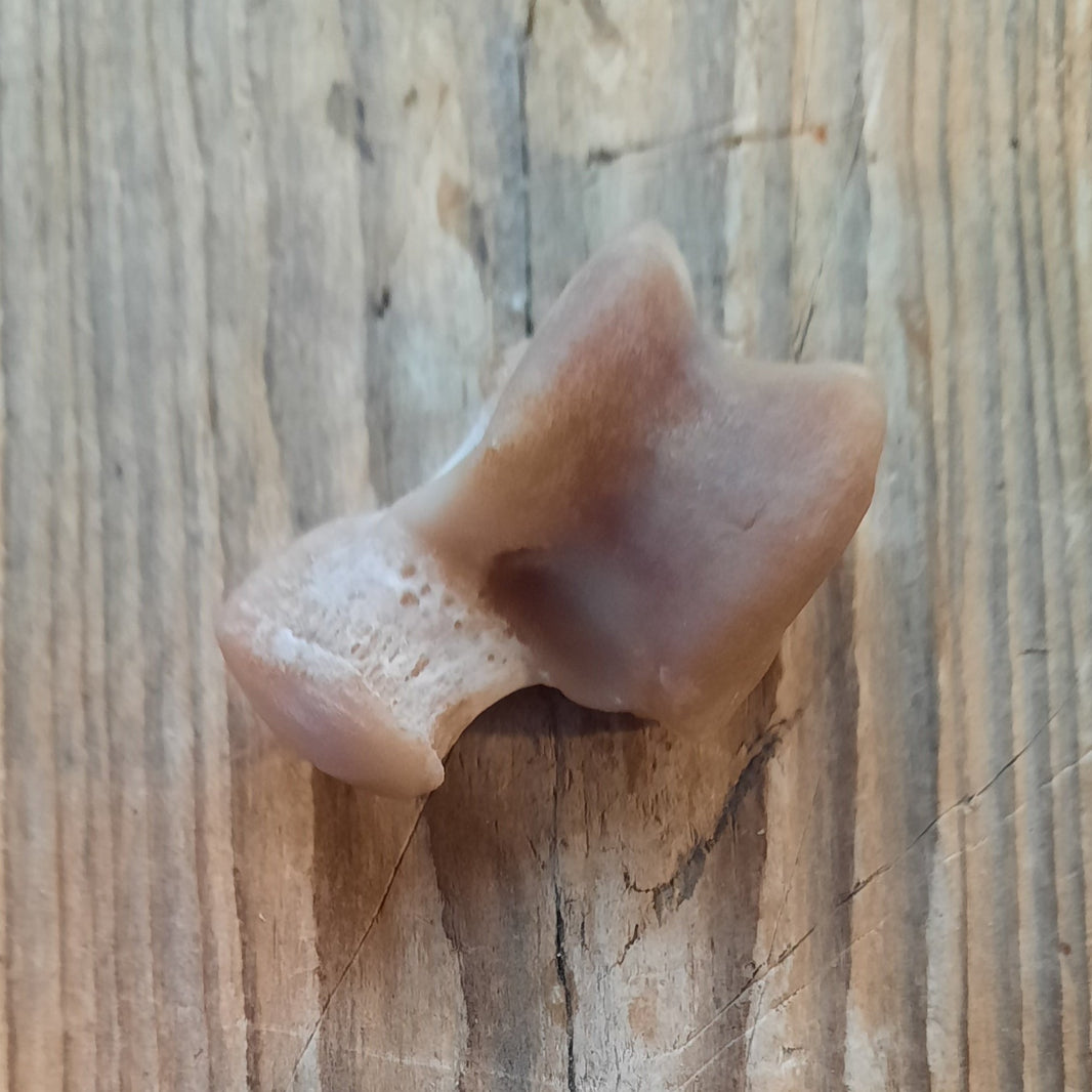 Genuine Wolf Bones & Furs from Canada – Medieval Fur