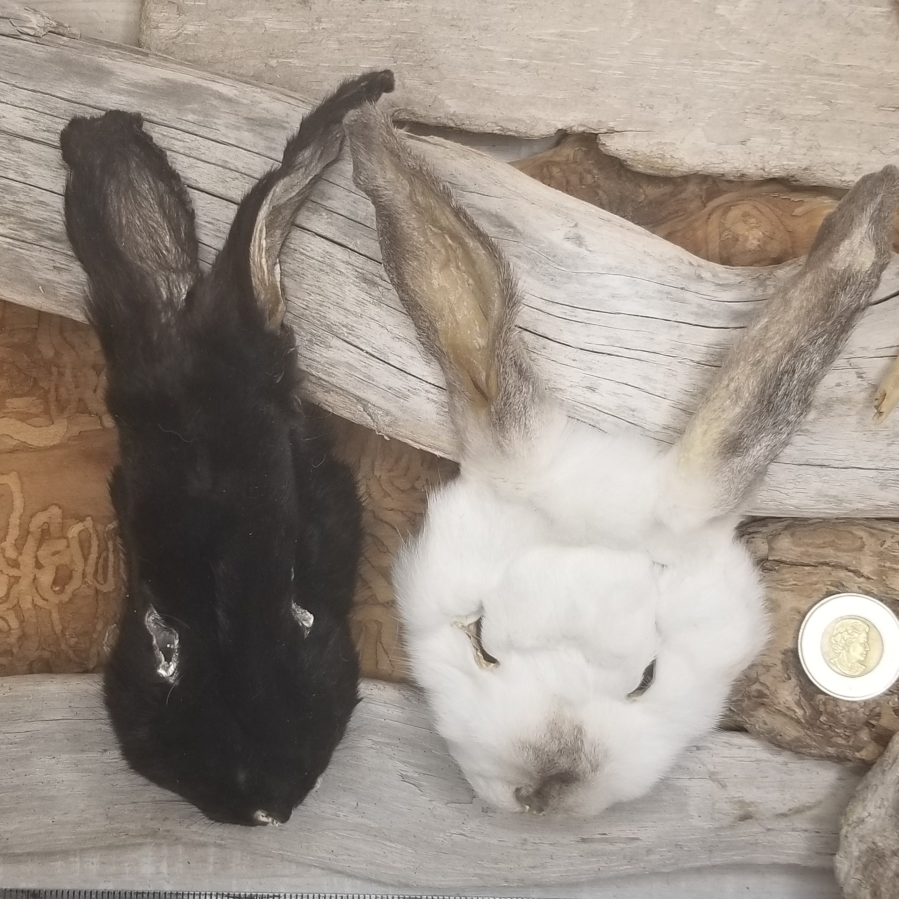 Rabbit Fur - Full Rabbit Face – Medieval Fur