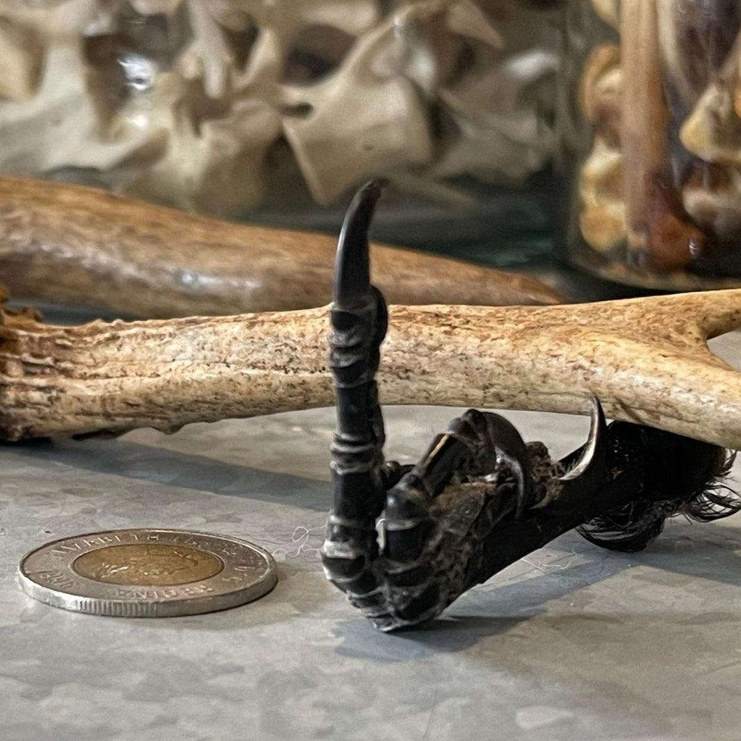 Black Crow Feet – Medieval Fur