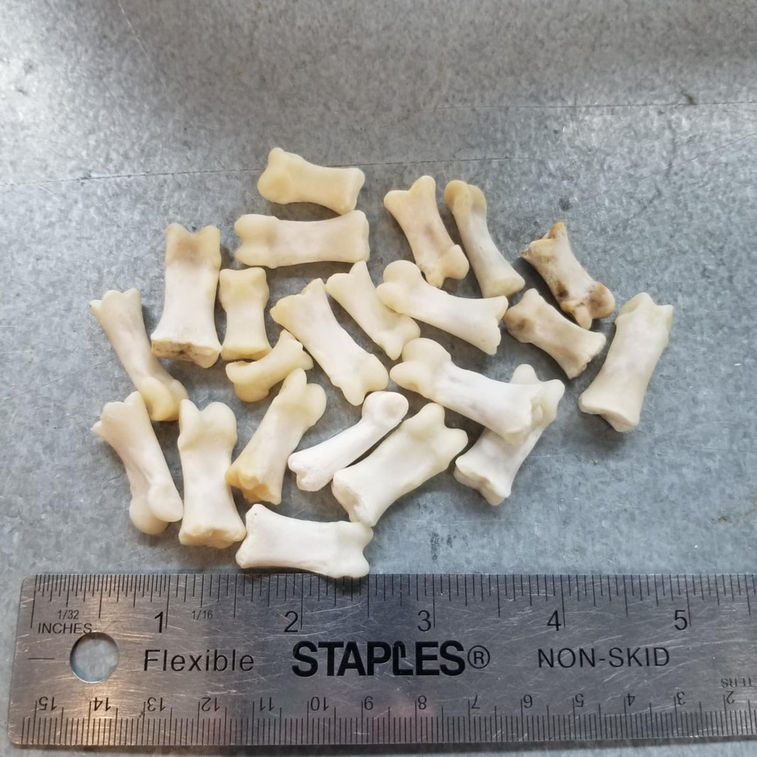Black Bear Bones from Canada – Medieval Fur