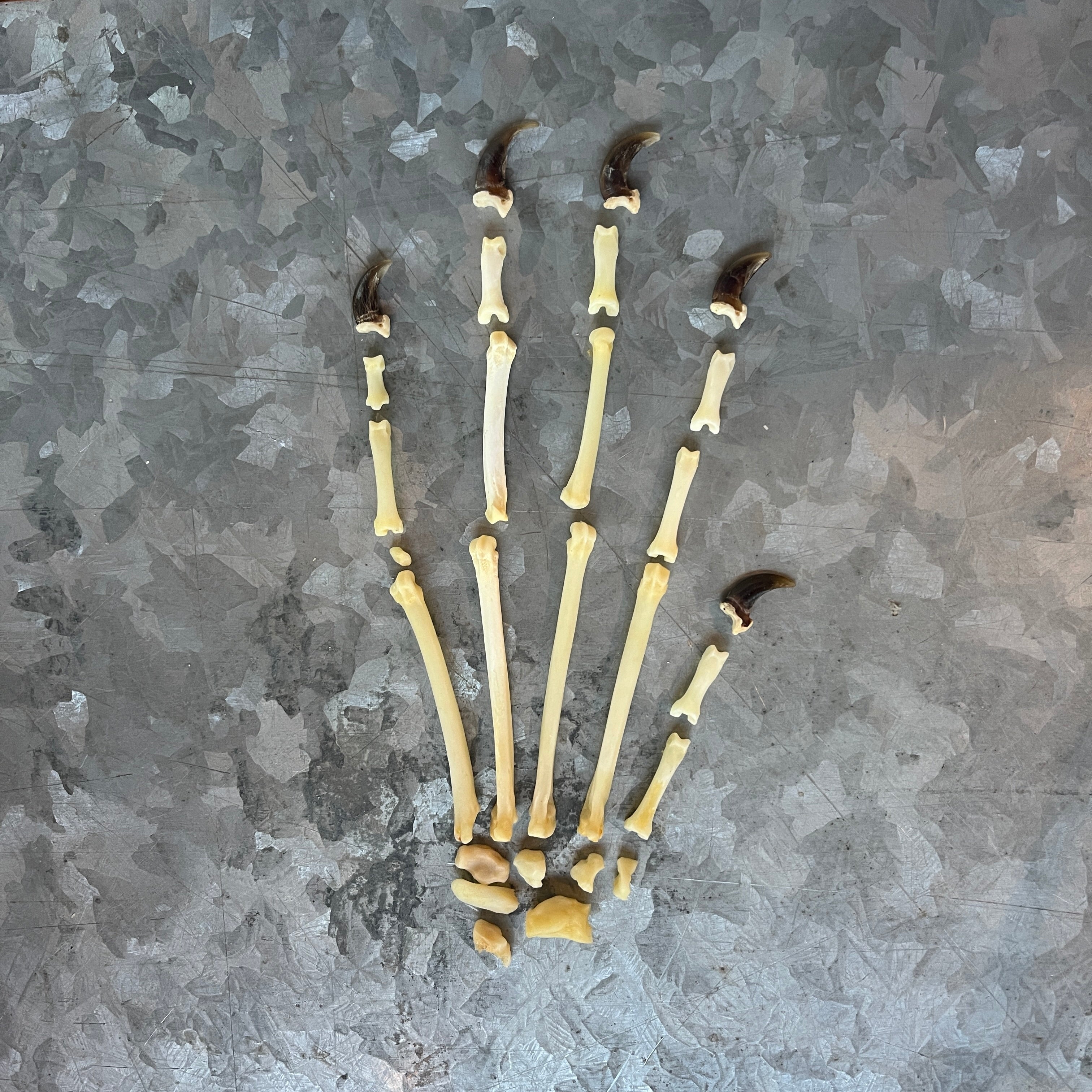 Fox Bones - Full paw – Medieval Fur