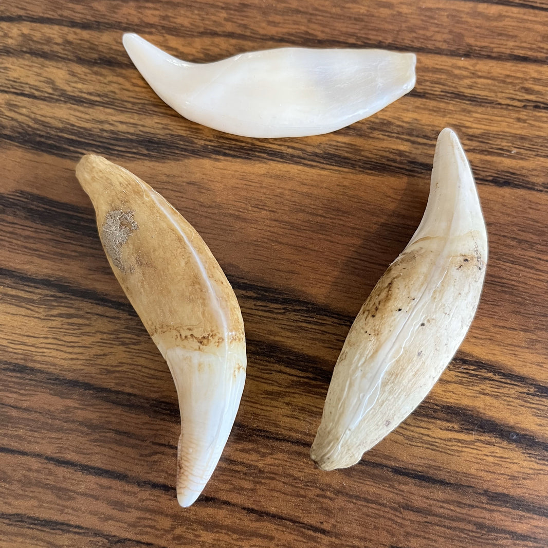 Cnadian Black Bear Teeth – Medieval Fur