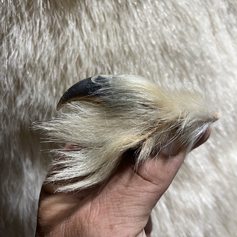 Polar Bear Claws – Medieval Fur