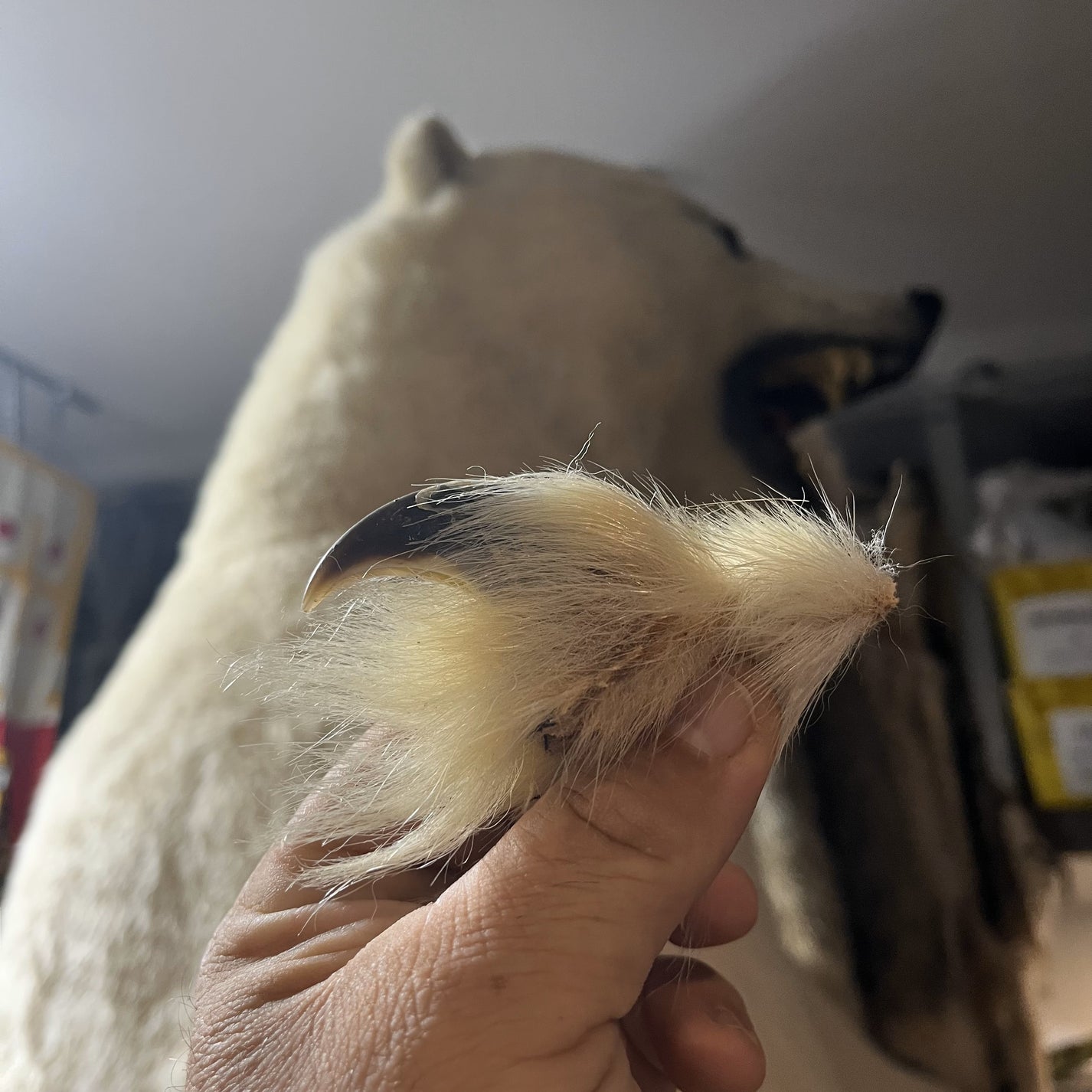 Polar Bear Claws – Medieval Fur