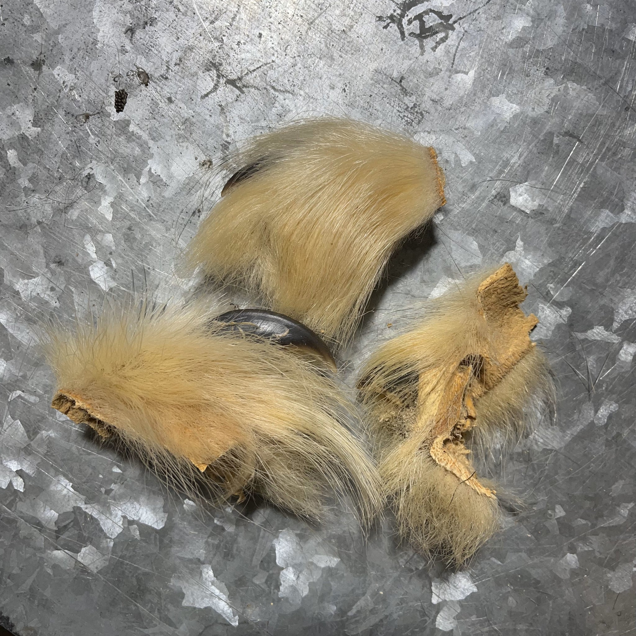 Polar Bear Claws – Medieval Fur