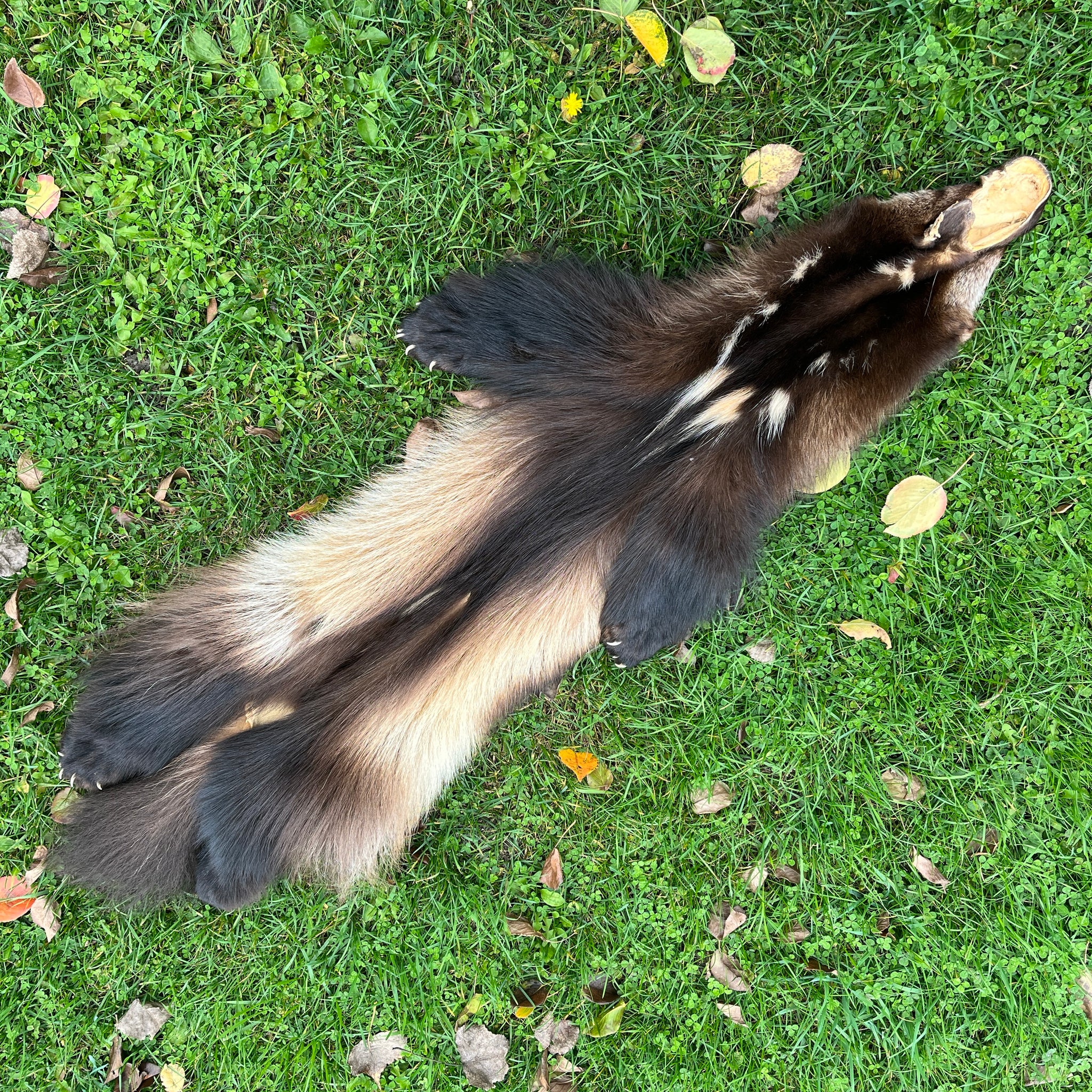 Wolverine Fur Pelt – Medieval Fur