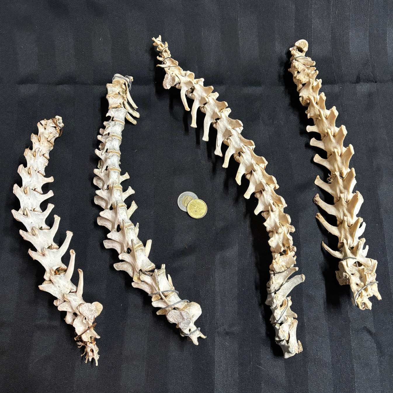 Animal backbones (spinal column) – Medieval Fur