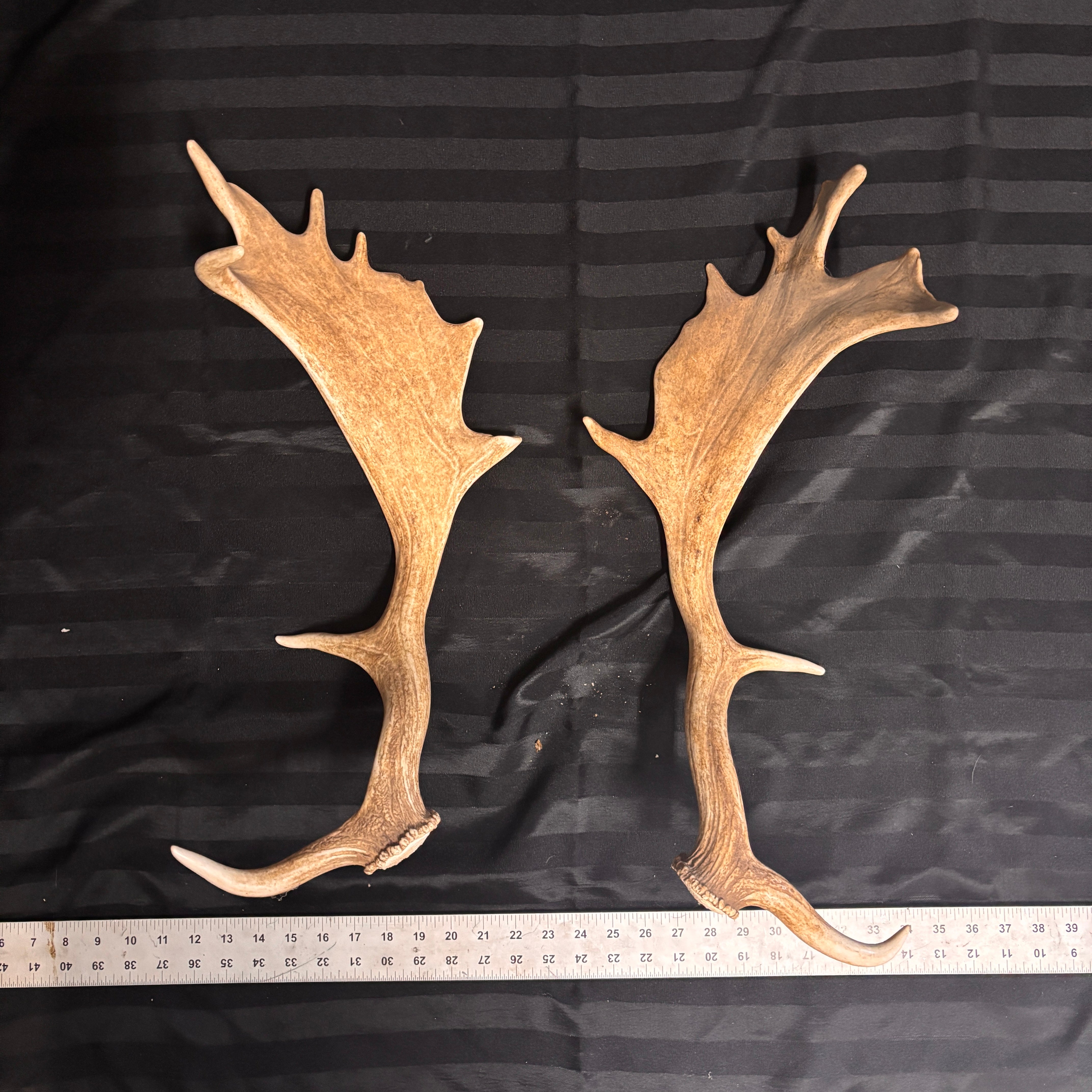 Caribou Antlers no velvet – Medieval Fur
