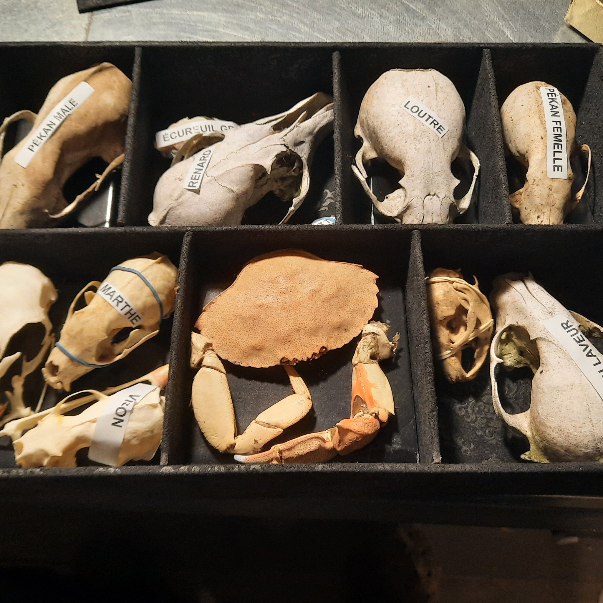 Custum Skull Collection – Medieval Fur