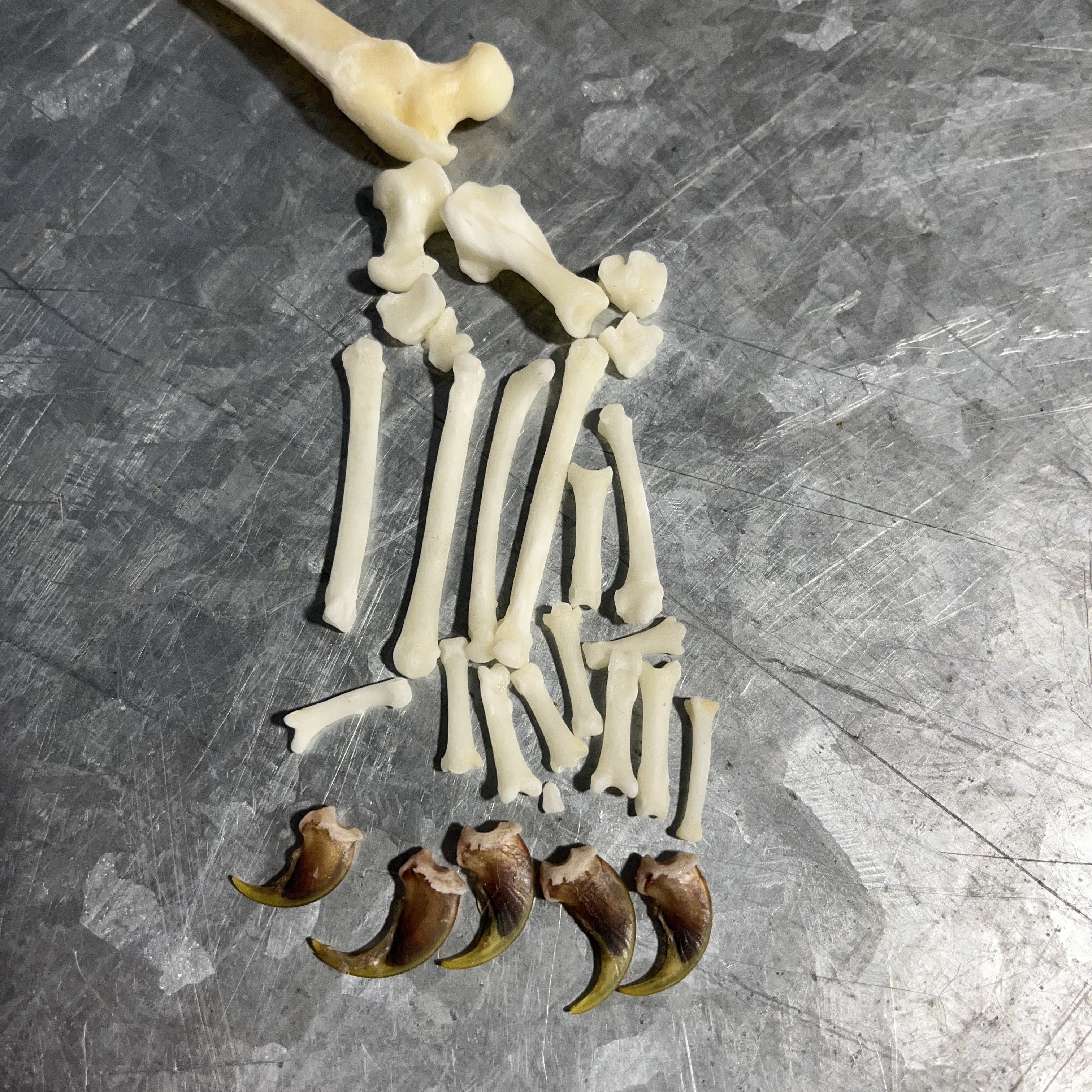Fisher Paw bones – Medieval Fur