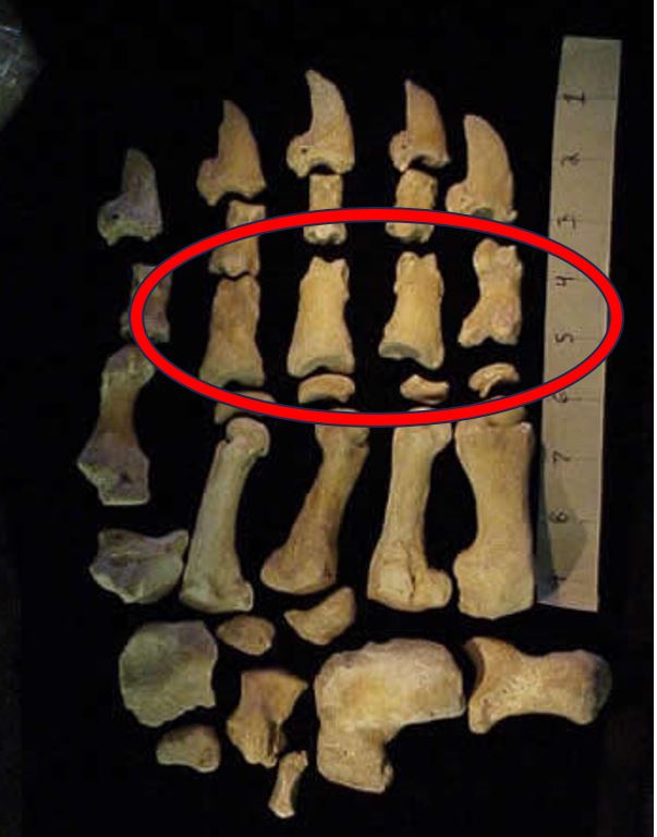 Bear Bone - Proximal Phalanx – Medieval Fur