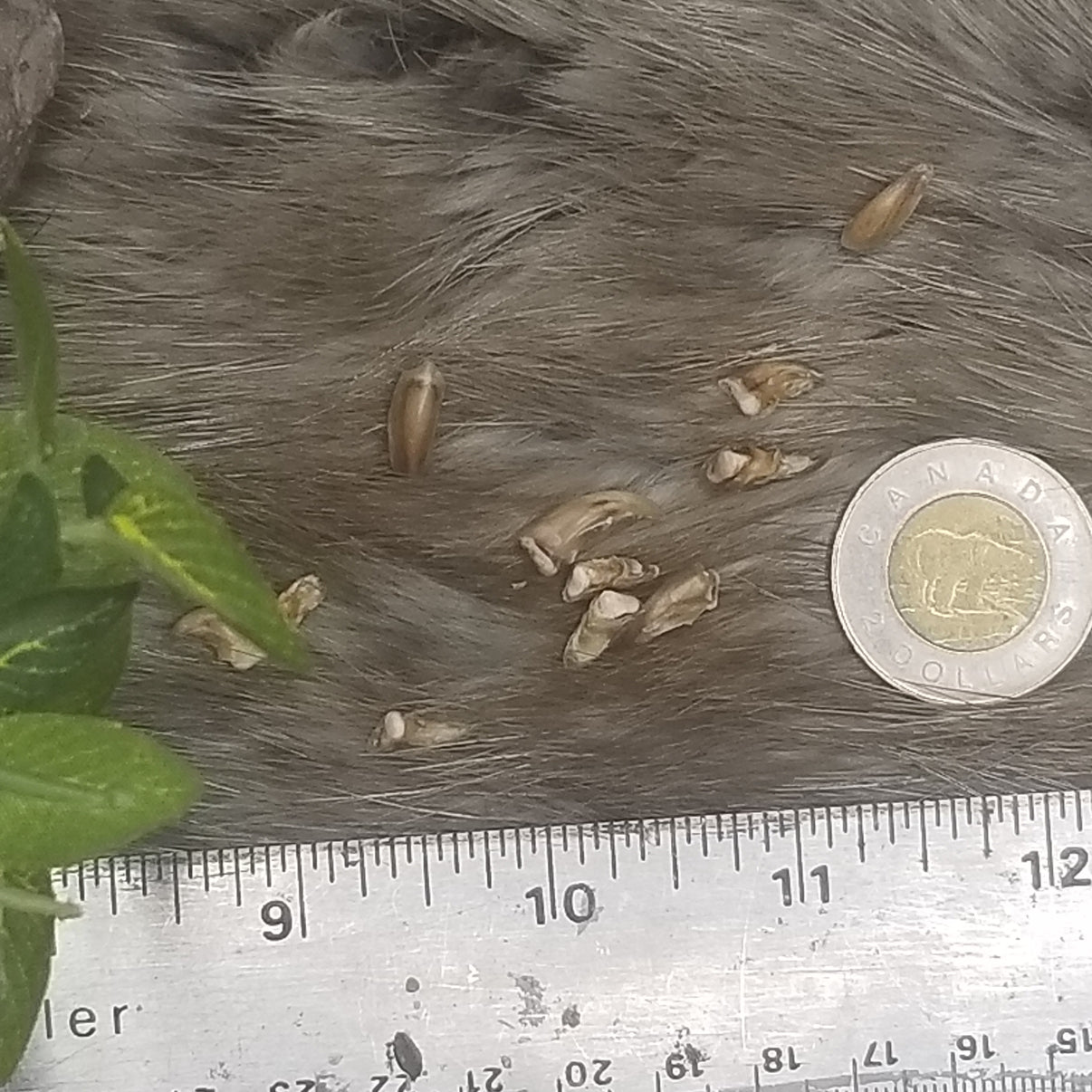 Chicken Claws – Medieval Fur