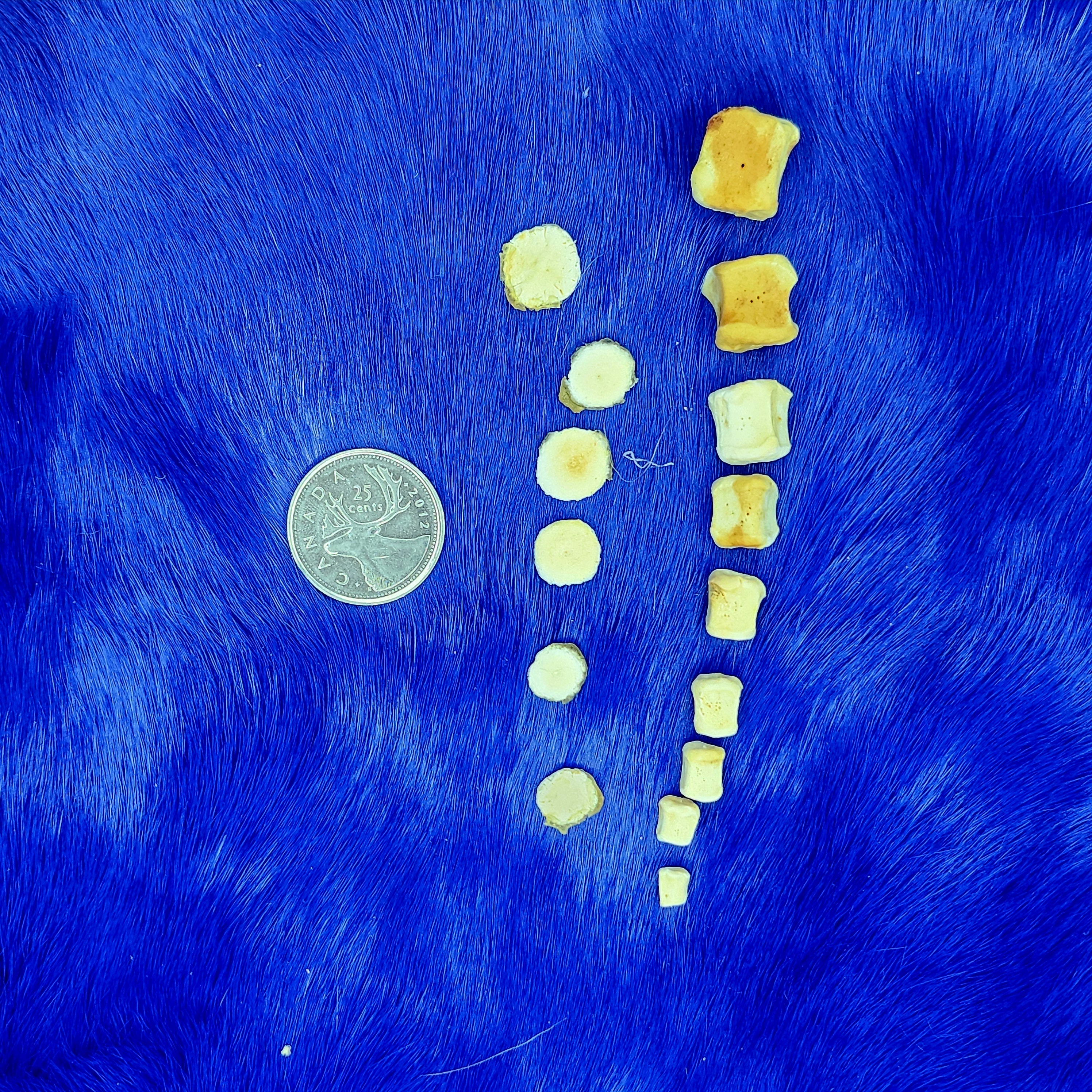 Full Seal Tail Bones – Medieval Fur