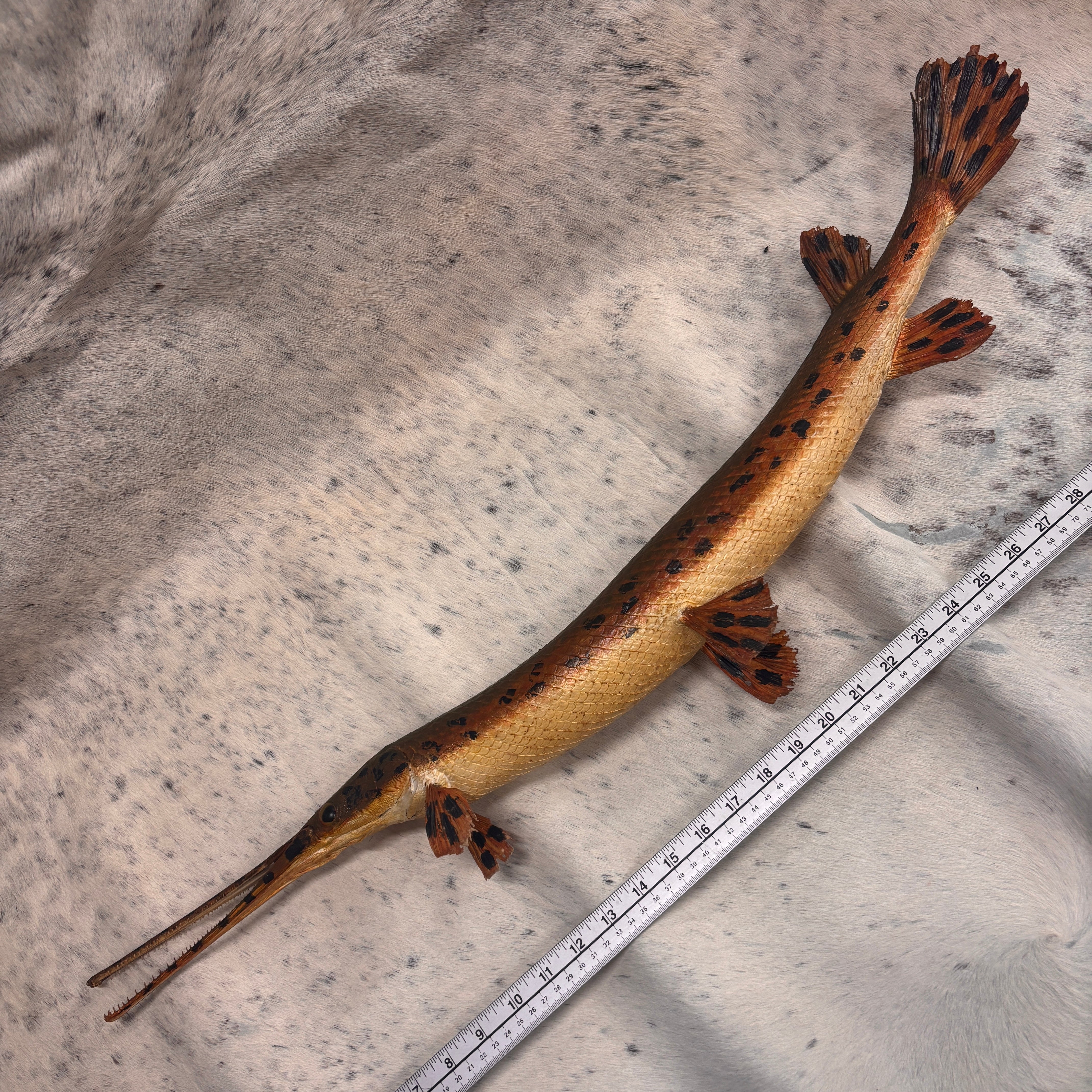 Alligator Gar Taxidermy Wall Mount – Medieval Fur