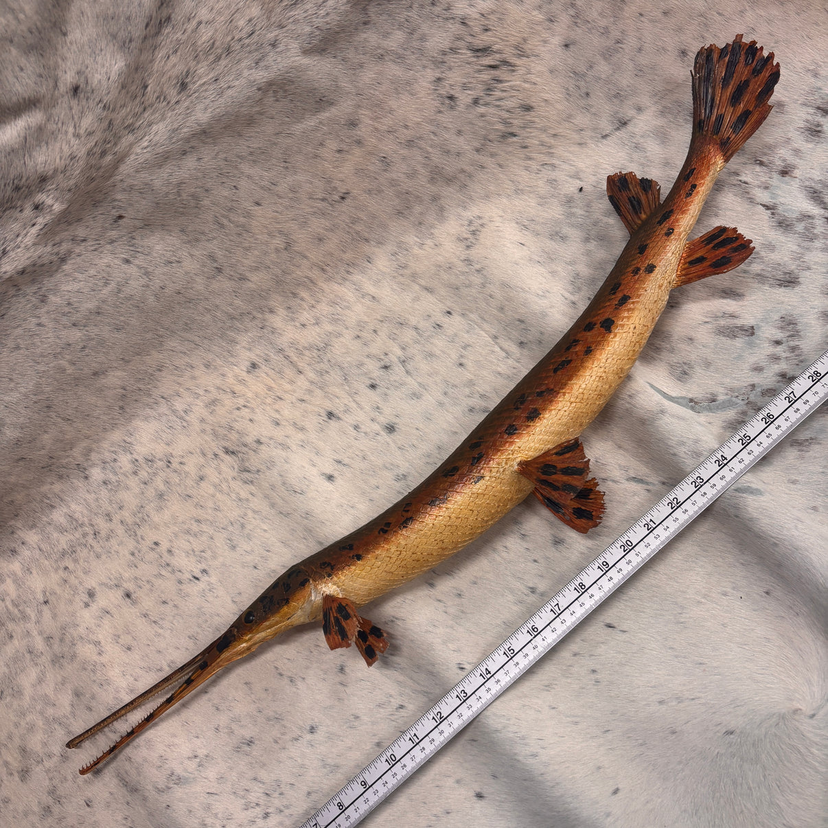 Alligator Gar Taxidermy Wall Mount – Medieval Fur