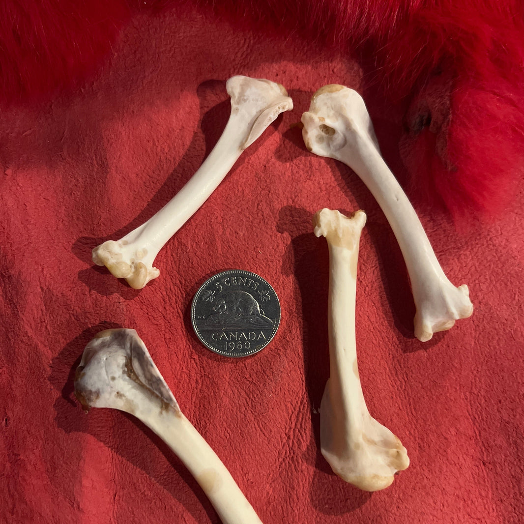 Crow Bones from Canada – Medieval Fur