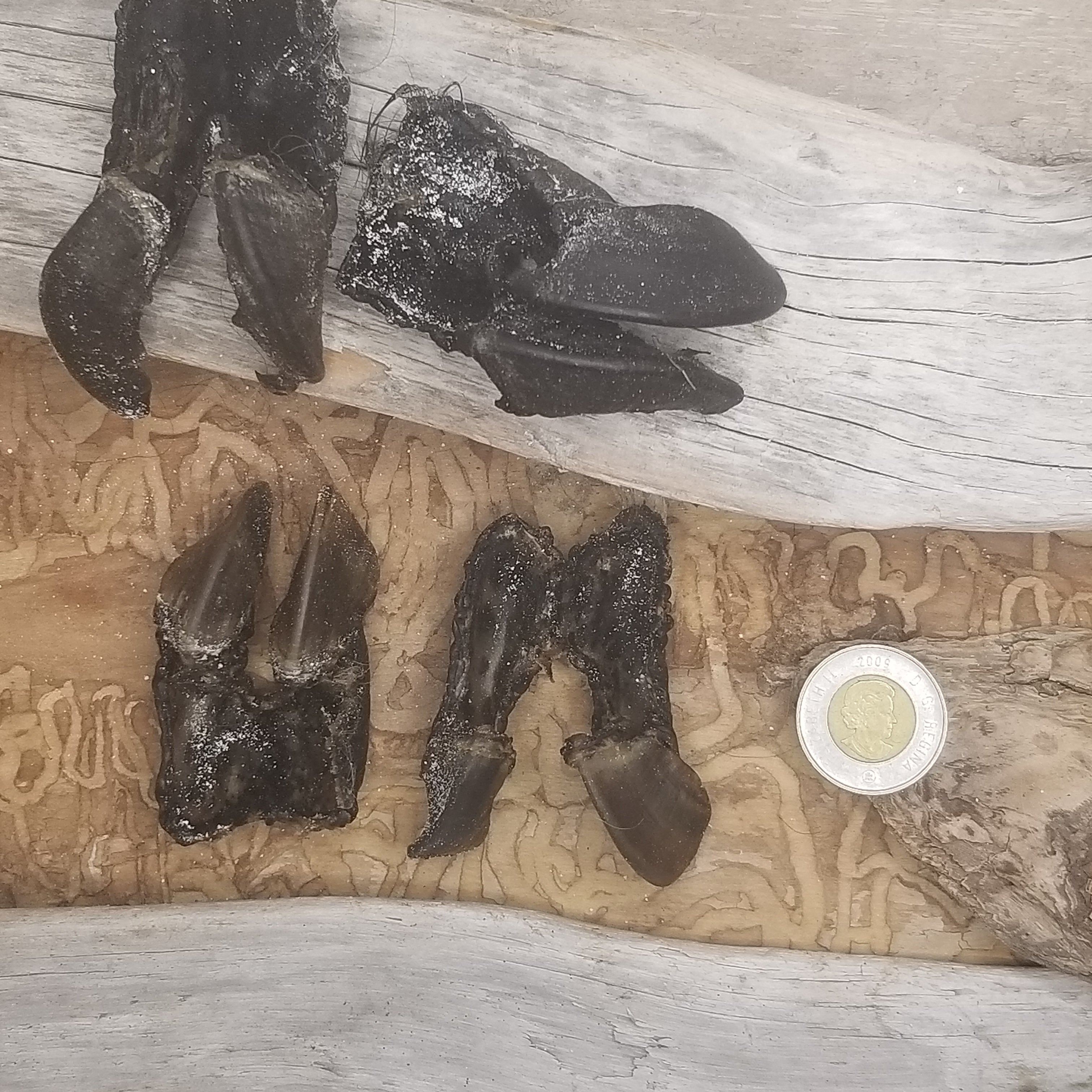 Llama Hooves – Medieval Fur