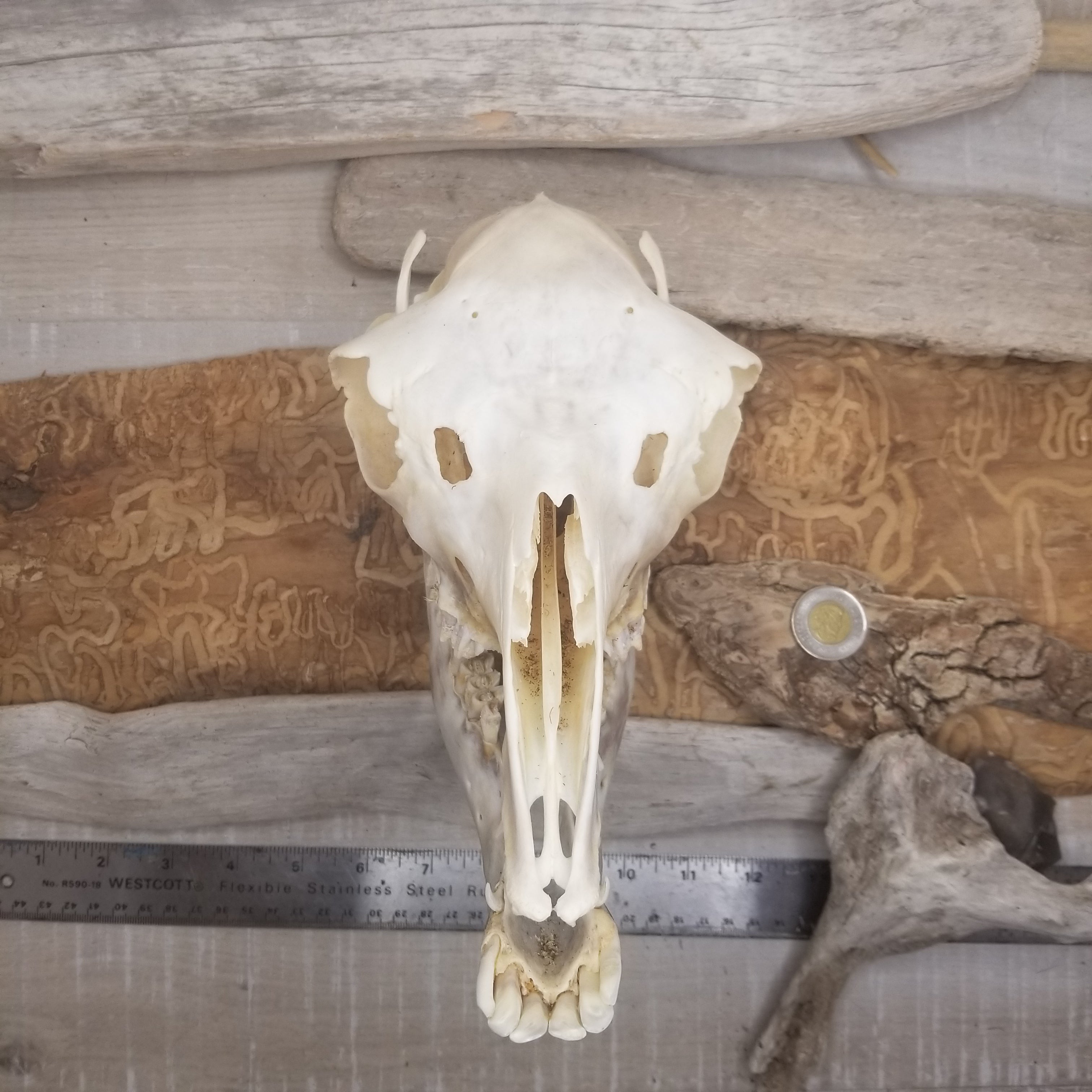 Llama Skulls from Canada – Medieval Fur