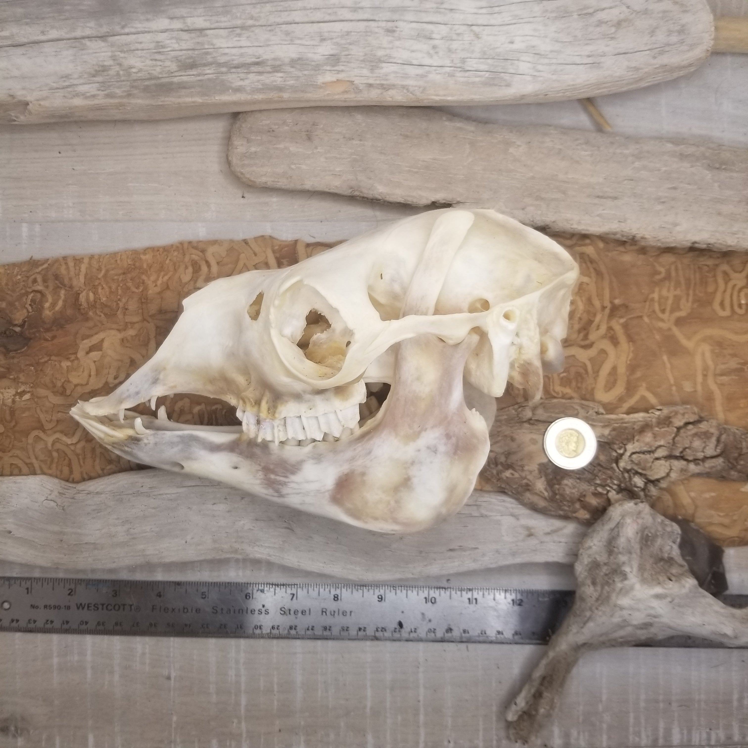 Llama Skulls from Canada – Medieval Fur