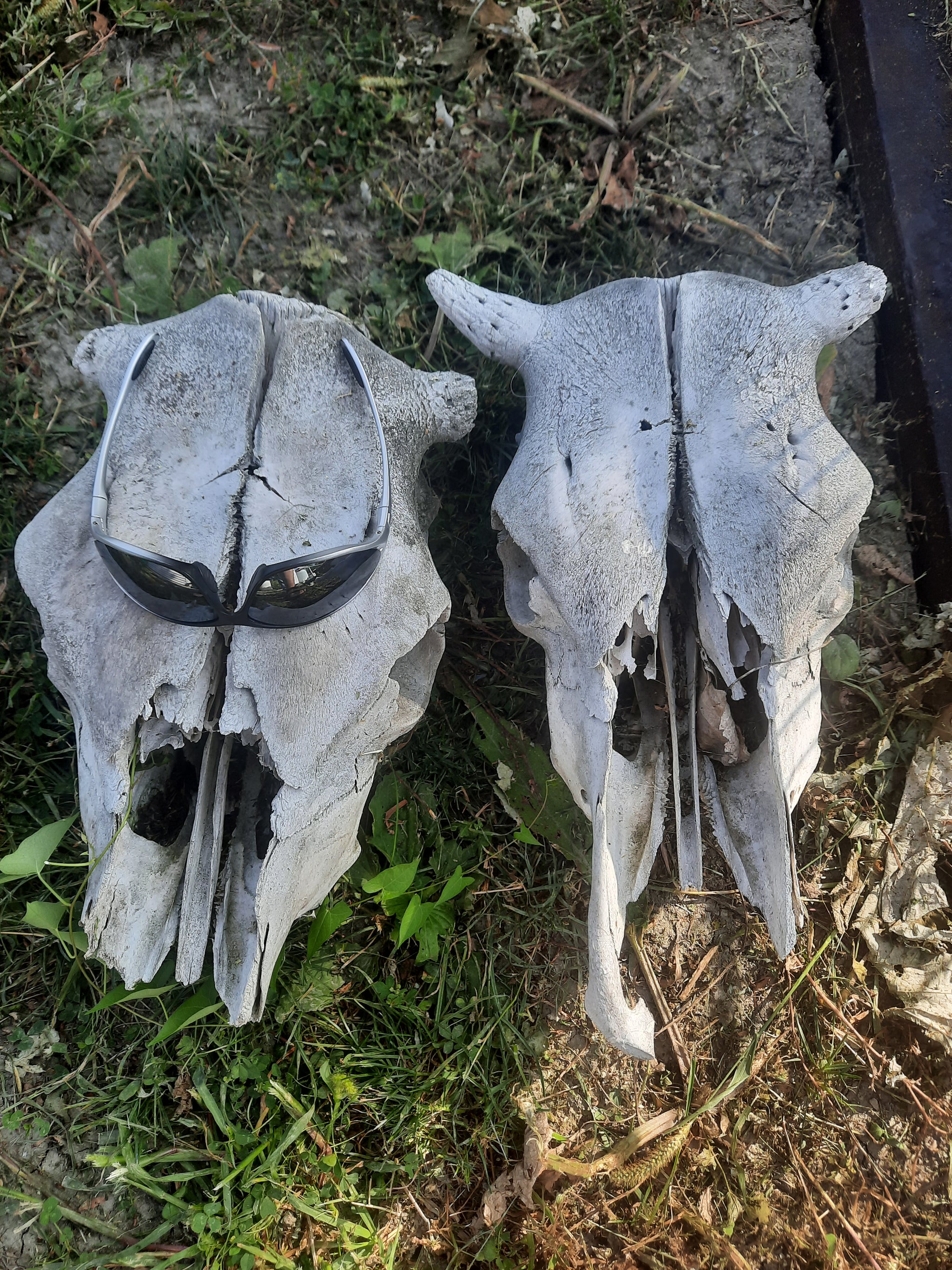 Natural Beef Skull – Medieval Fur