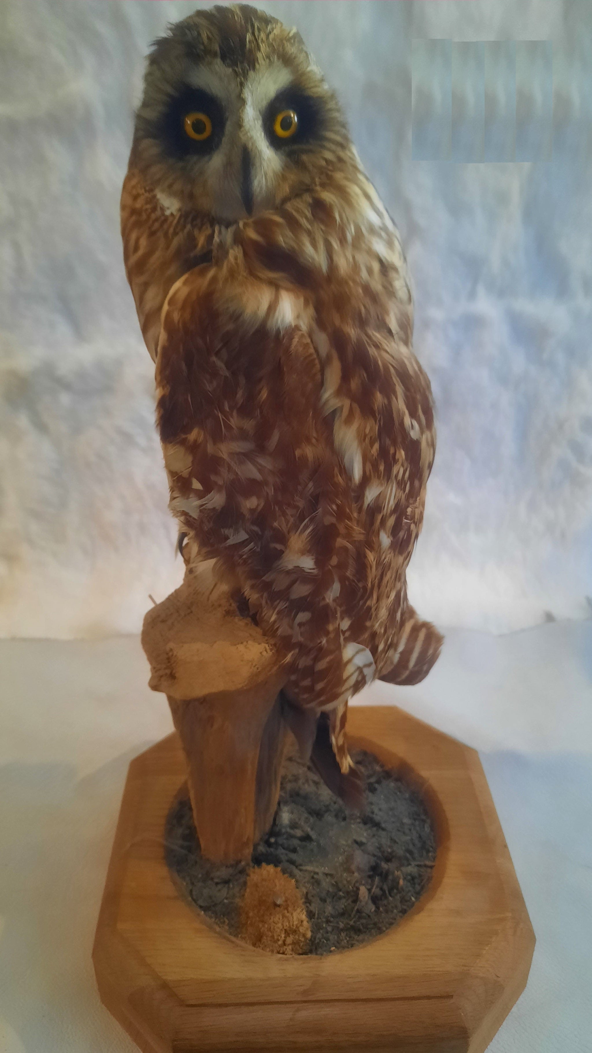 Short-Eared Owl Trophy Mount – Medieval Fur