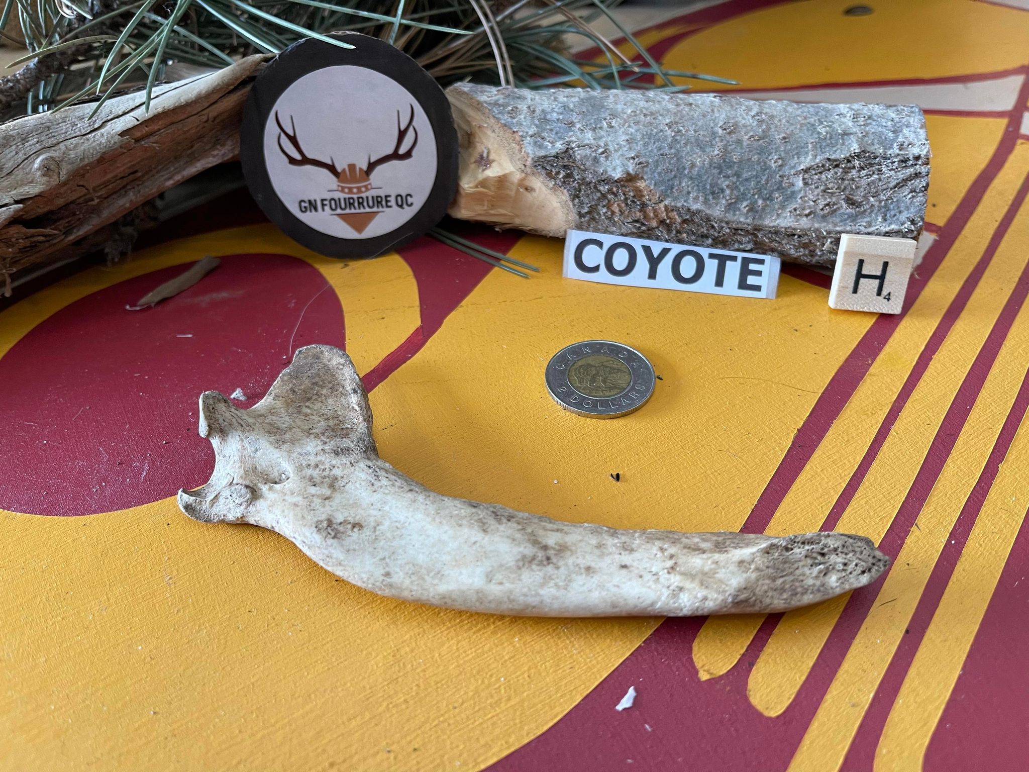 Natural Coyote Jaw Without Teeth – Medieval Fur