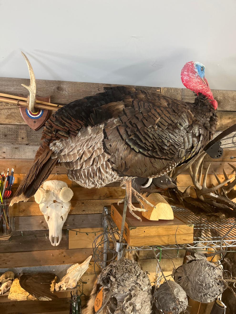 Wild Turkey Taxidermy Mount – Medieval Fur