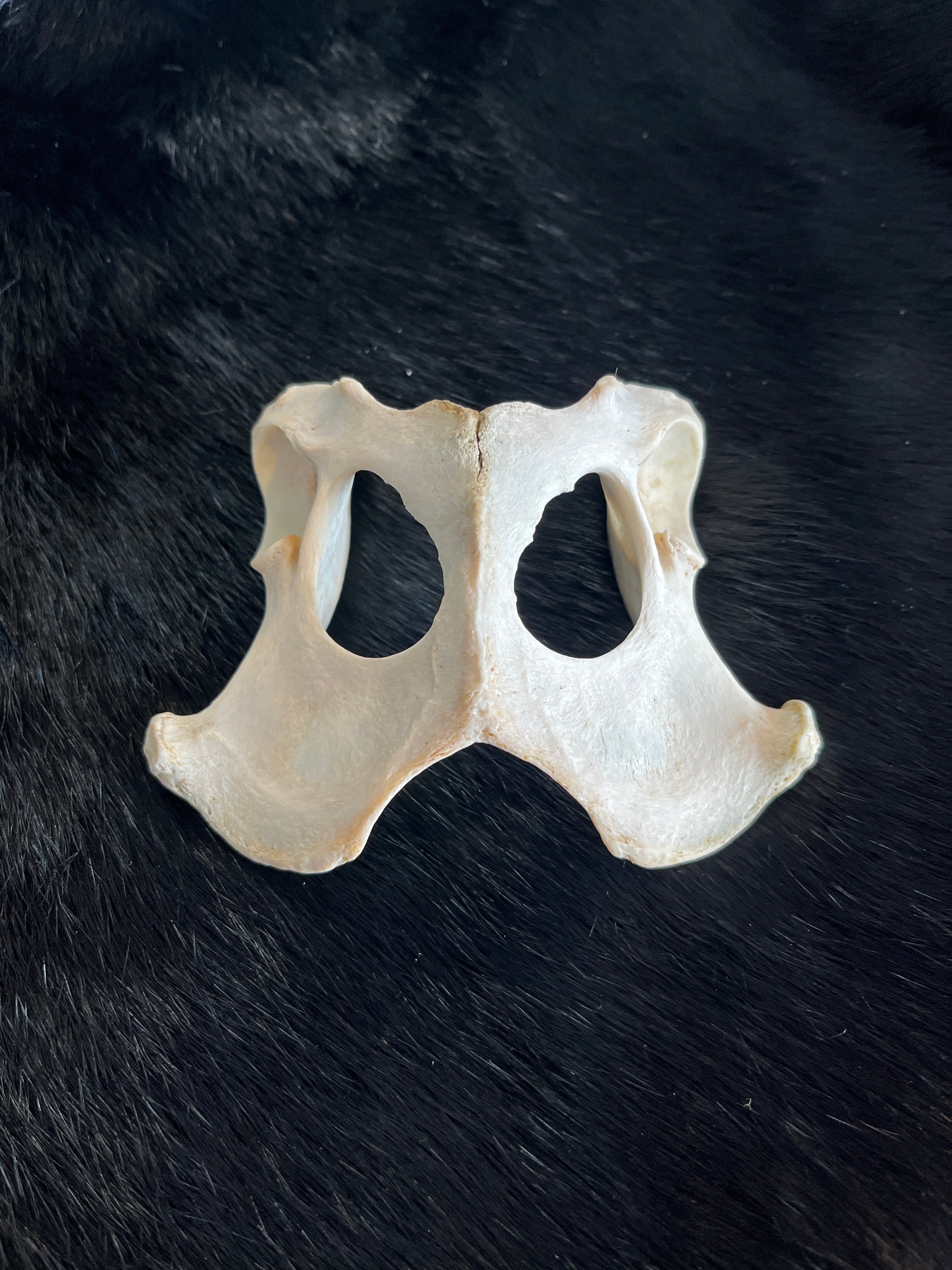 Bone Hair Pin Brooch, Kit – Medieval Fur