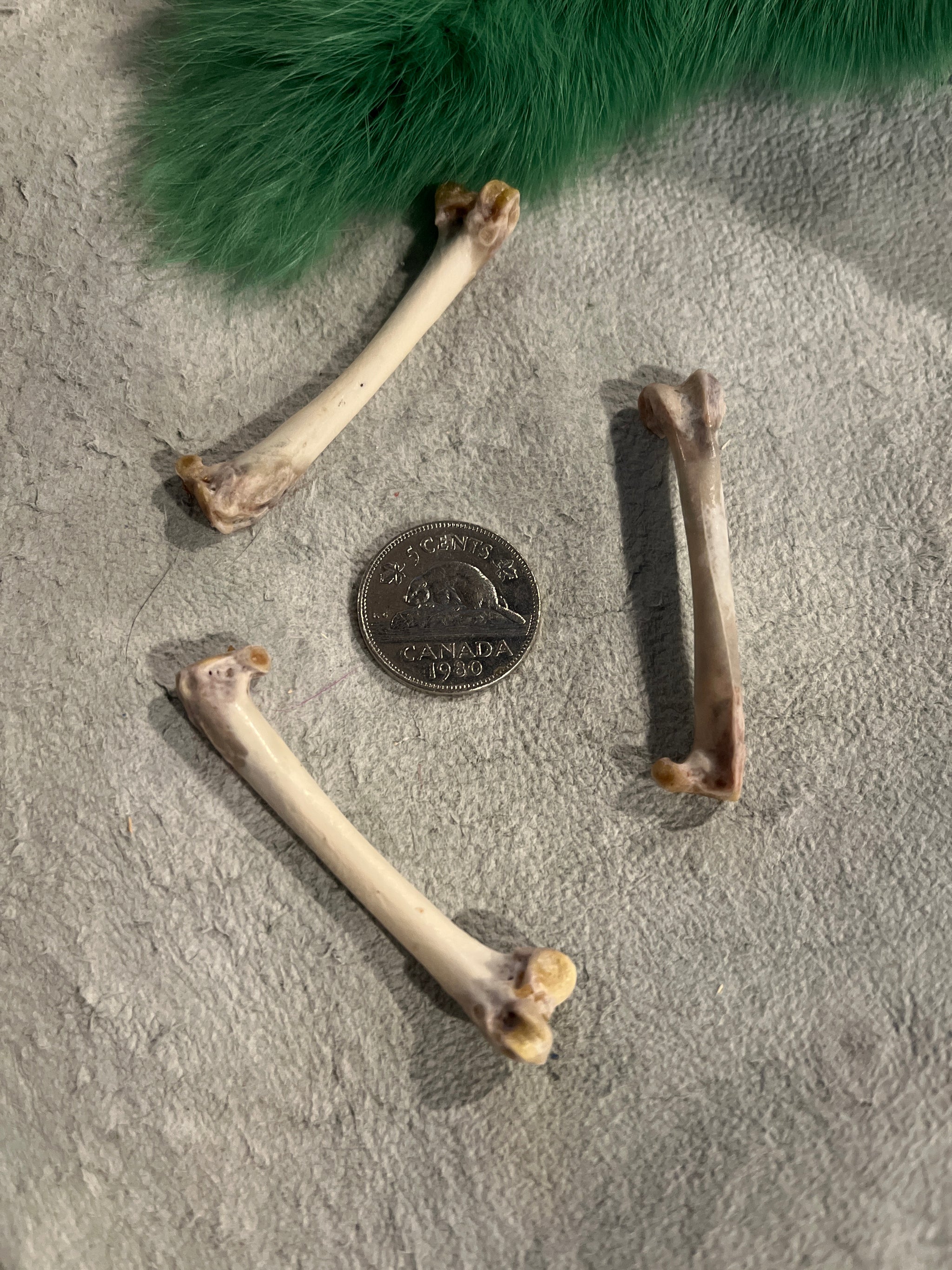 Crow Bone - Femurs – Medieval Fur