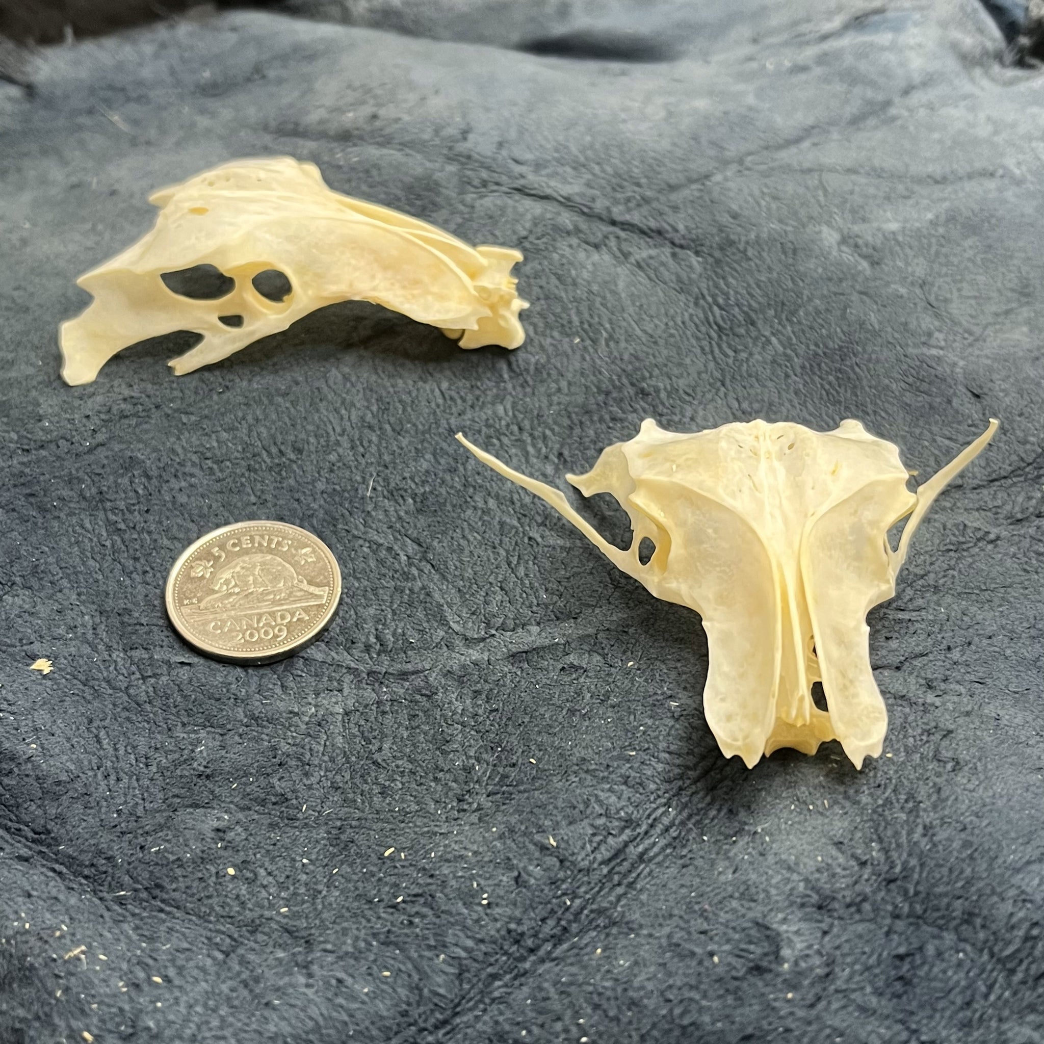 Crow Bone - Pelvic bone – Medieval Fur