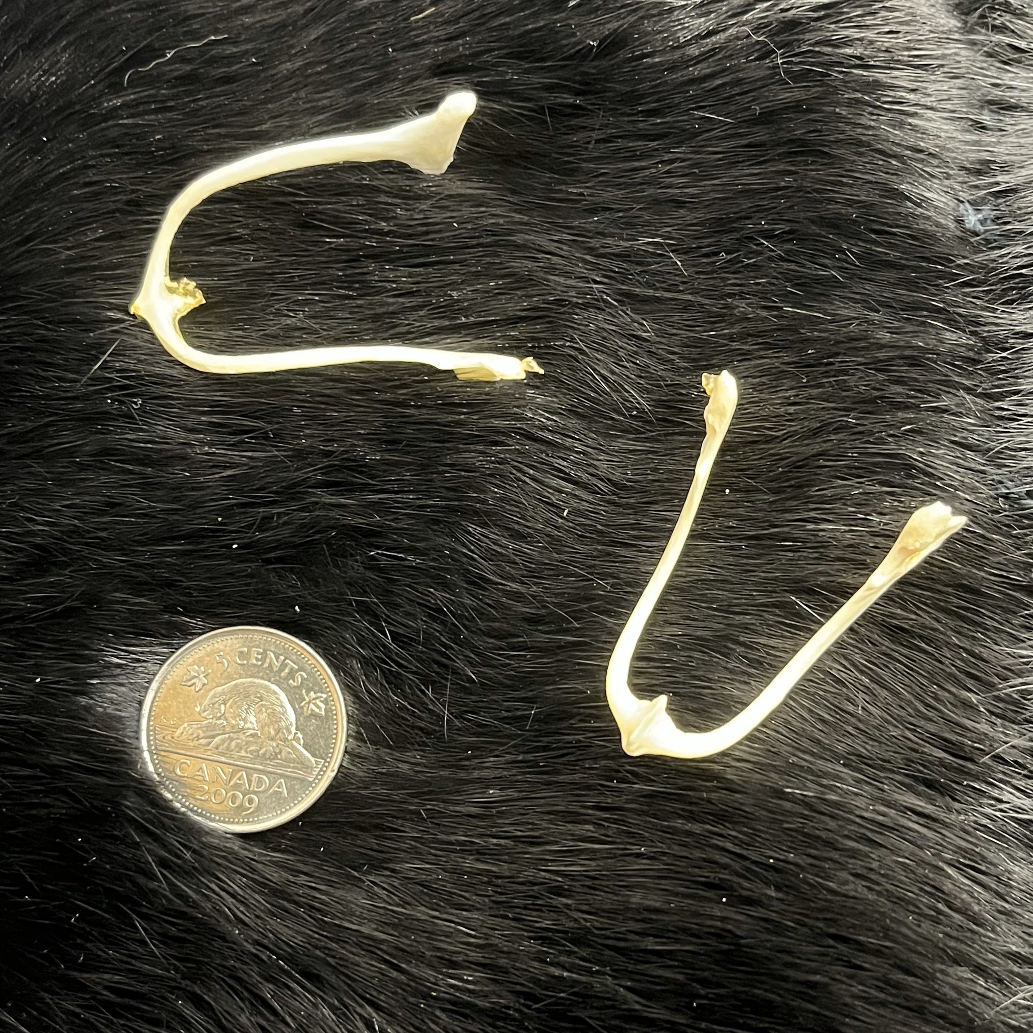 Crow Bone - Wishbone – Medieval Fur