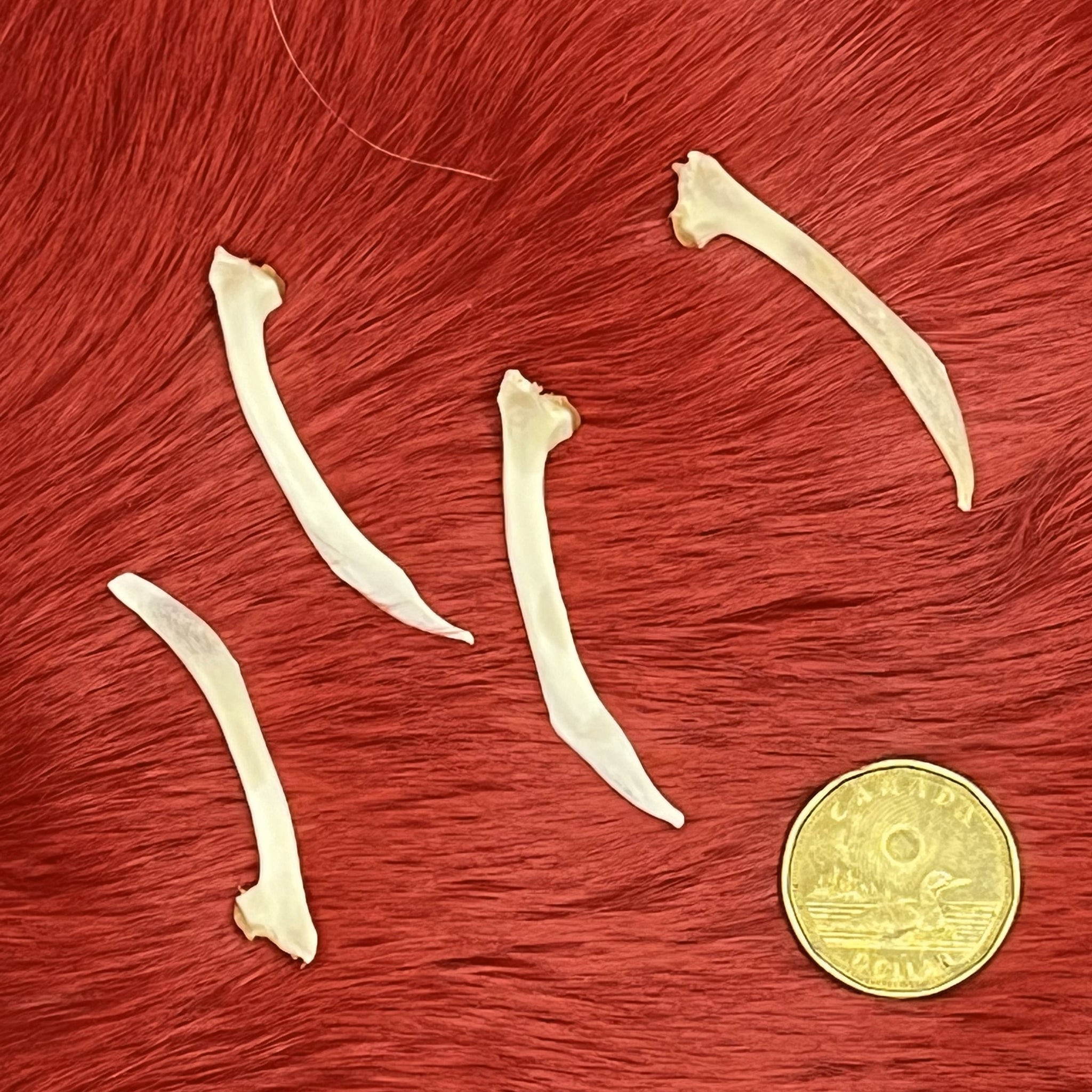 Crow Bone - Scapula – Medieval Fur