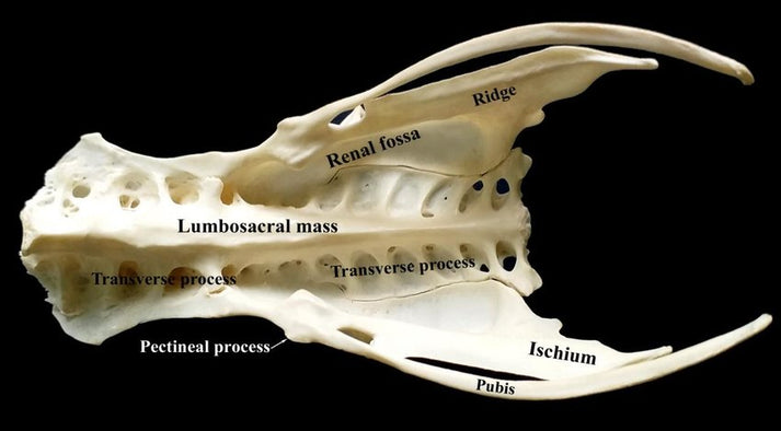 Crow Bone - Pelvic bone – Medieval Fur