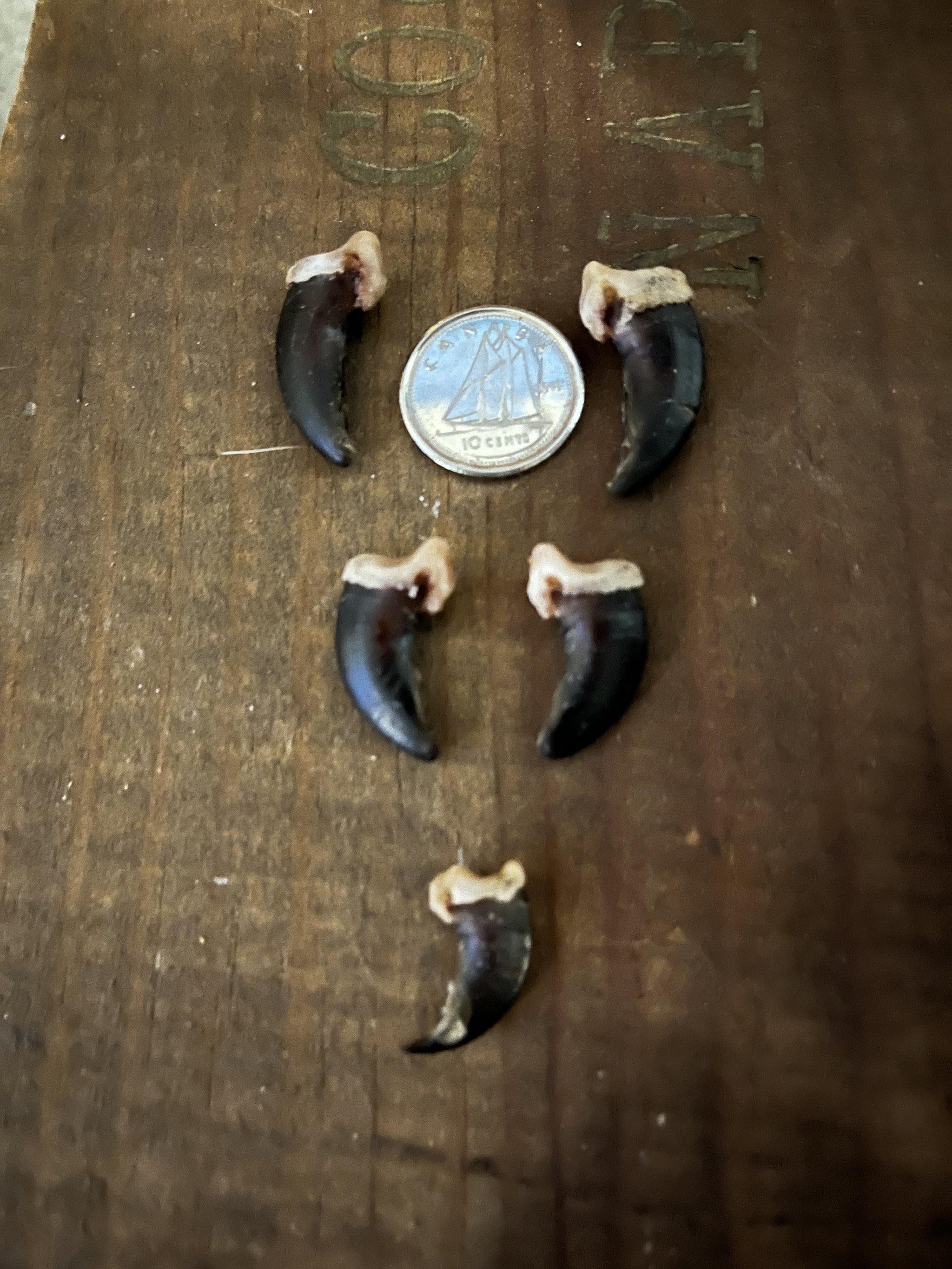 Real Premium Quality Coyote Claw – Medieval Fur