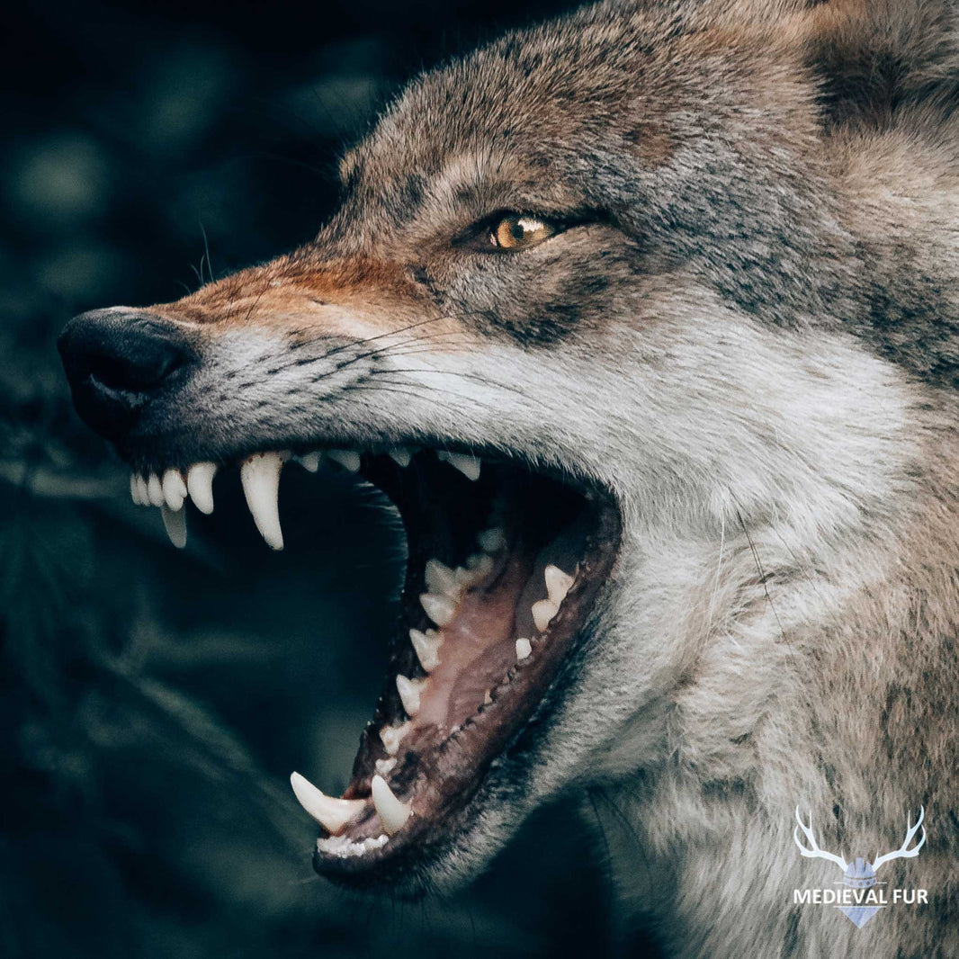 Real Animal Teeth from Canada – Medieval Fur