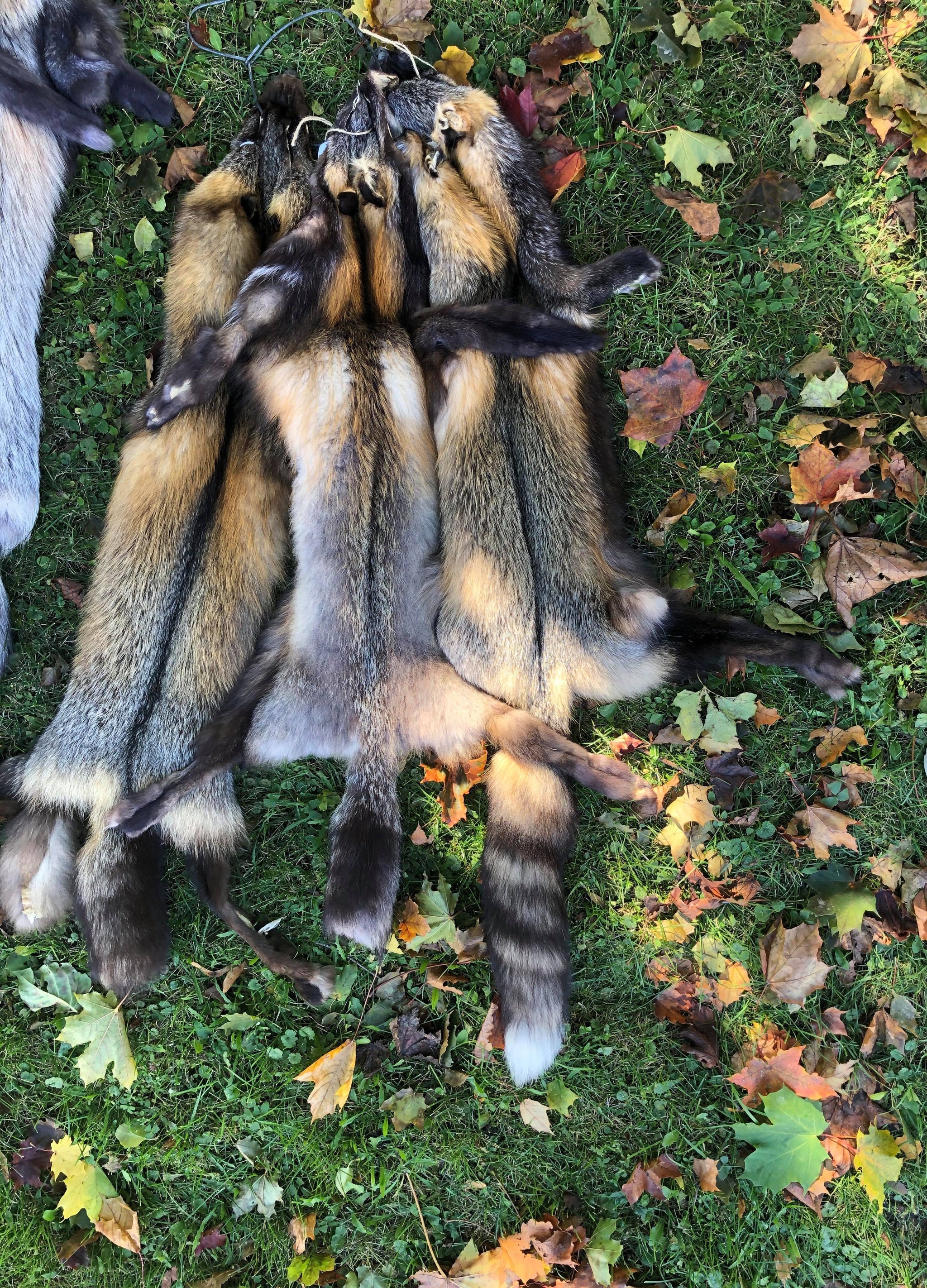 Silver & Red cross Fox Pelt - Premium quality – Medieval Fur