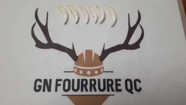 Coyote Teeth and Fangs – Medieval Fur