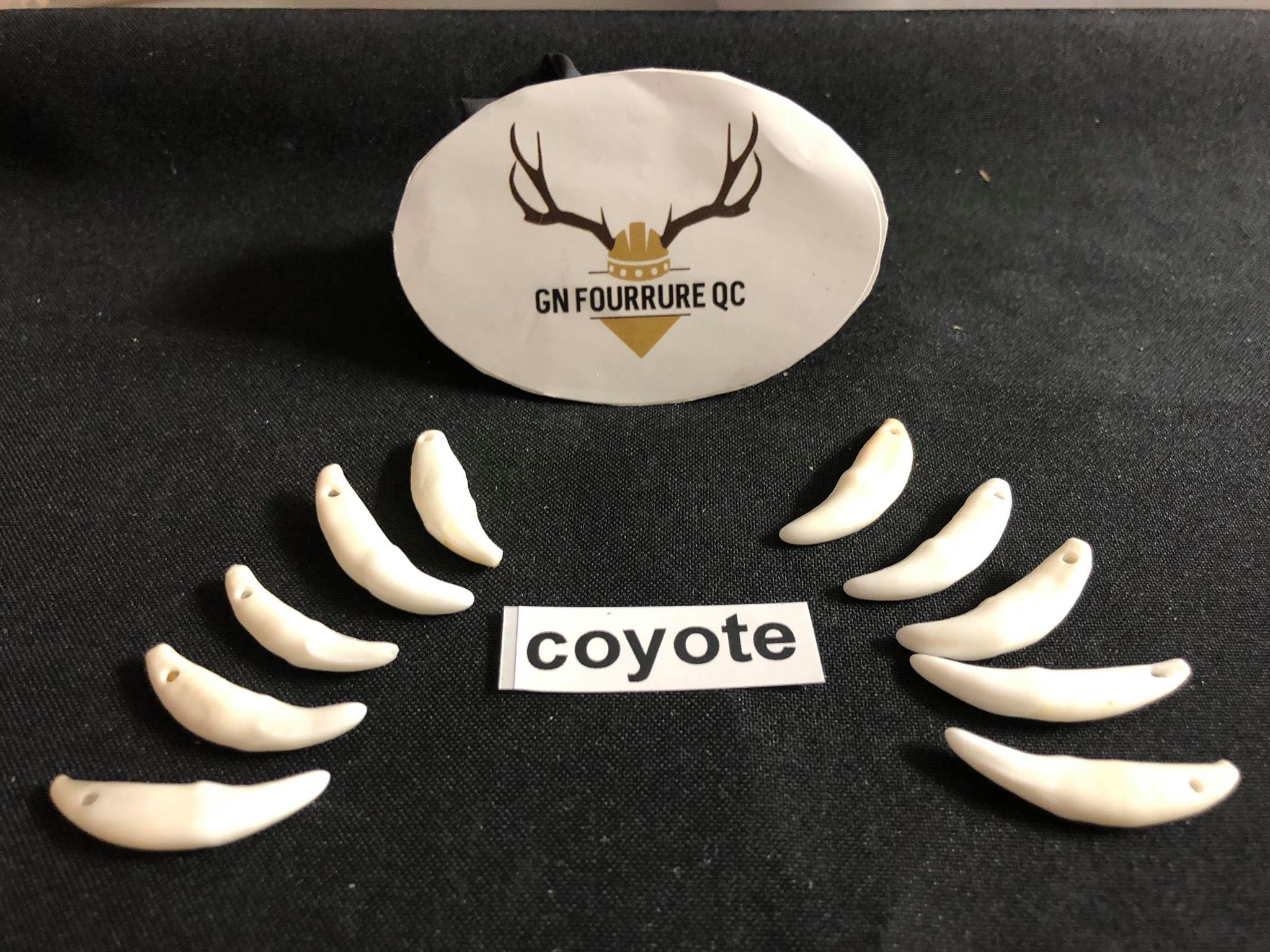 Coyote Teeth and Fangs – Medieval Fur