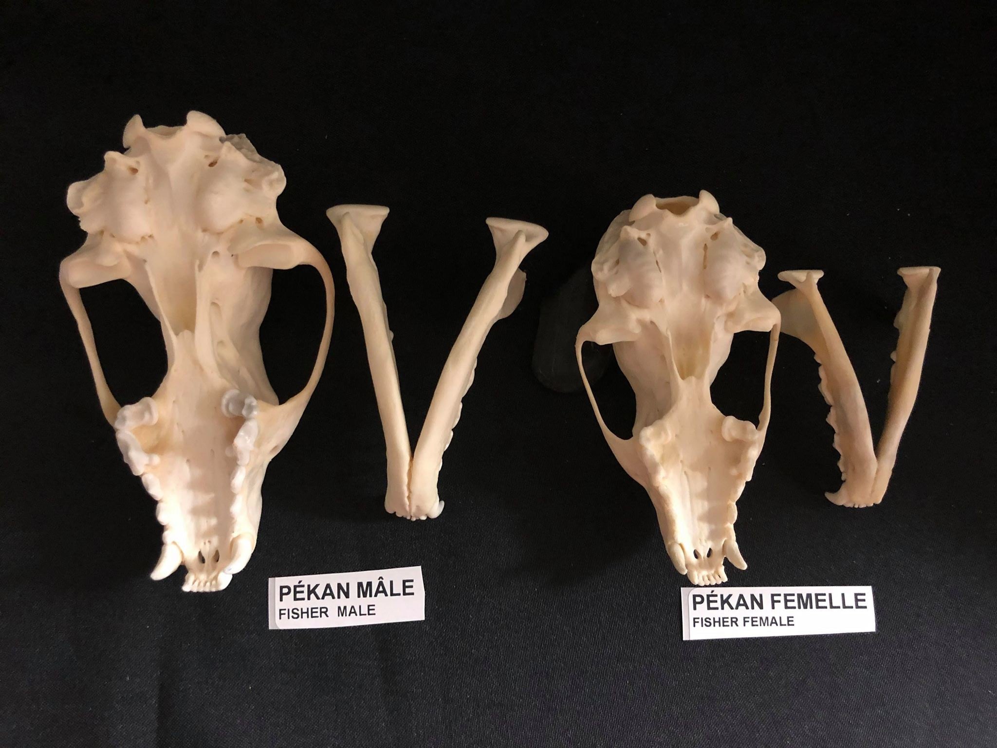 Fisher Skull – Medieval Fur