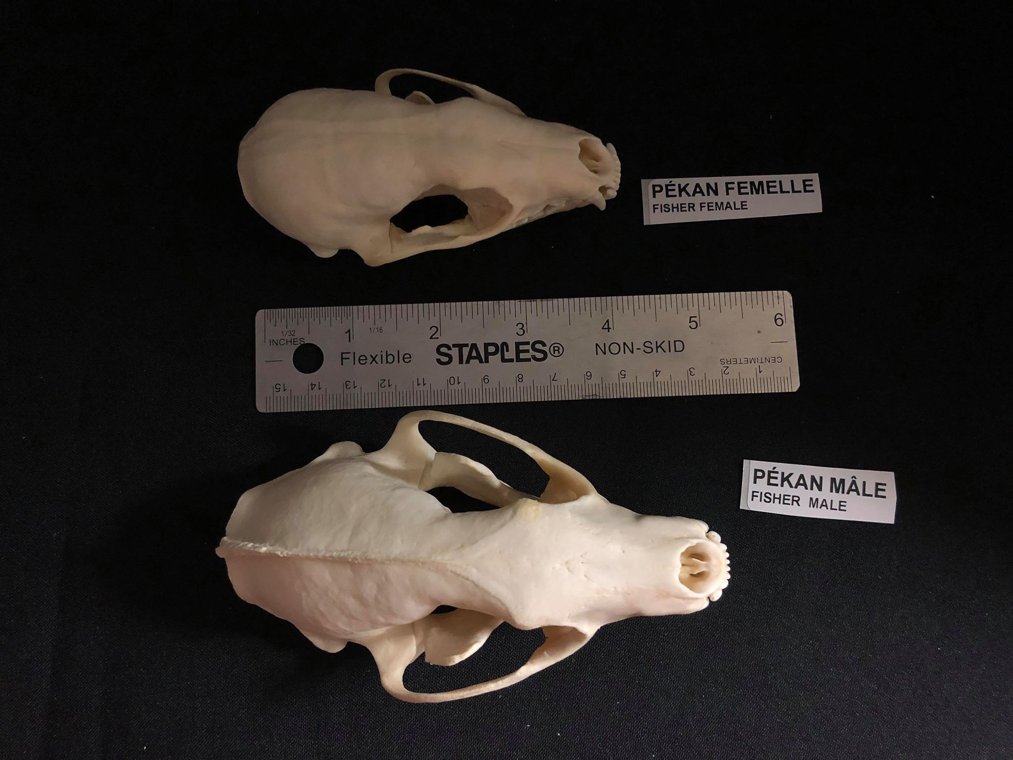 Fisher Skull – Medieval Fur